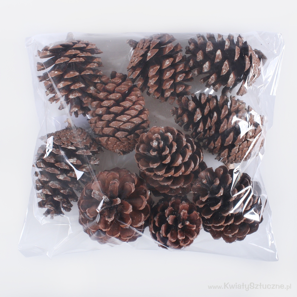 Pinus Maritima pine cone x 10 pcs. Y635 - Dried exotic fruit & plants ...
