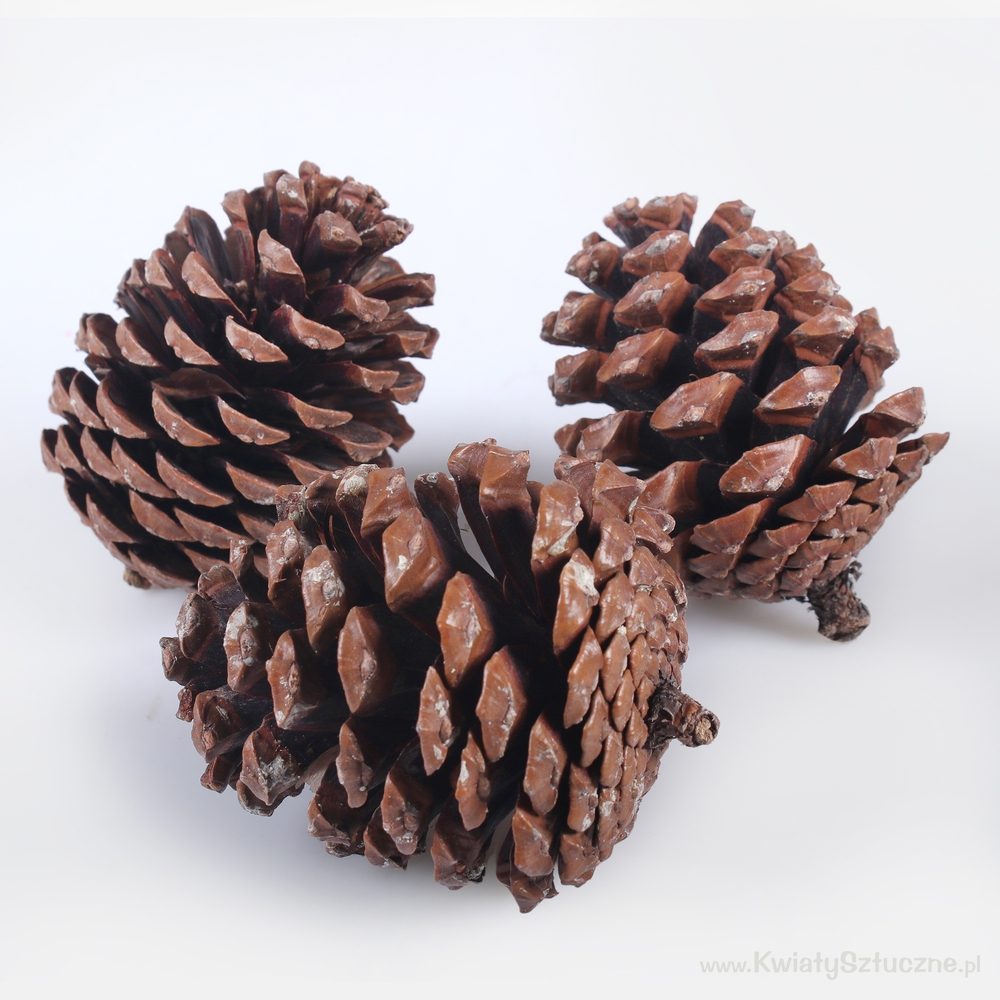 Pinus Maritima pine cone x 10 pcs. Y635 - Dried exotic fruit & plants ...